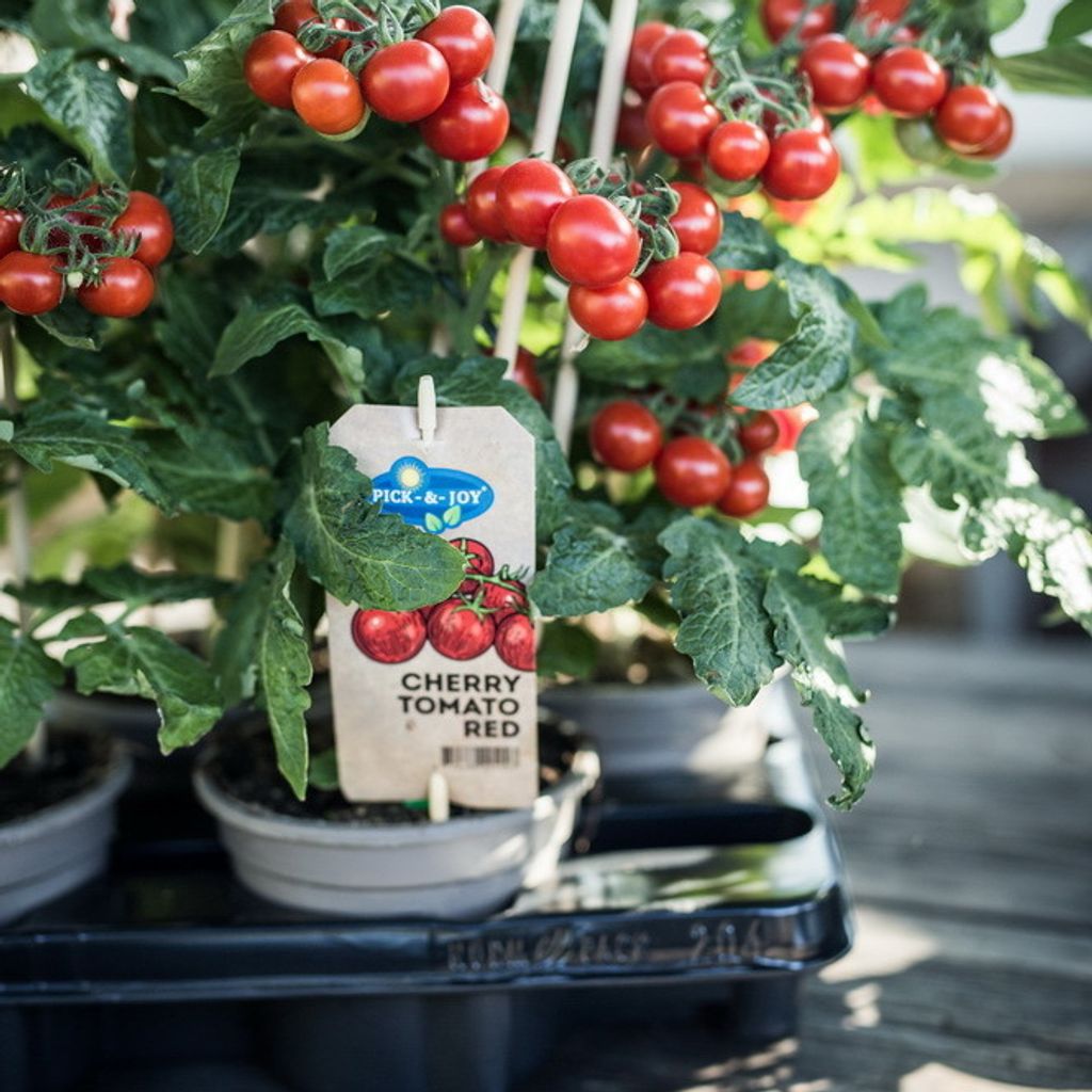 Kirschtomate Cherrytomate Pflanze mit vielen | Kaufland.de