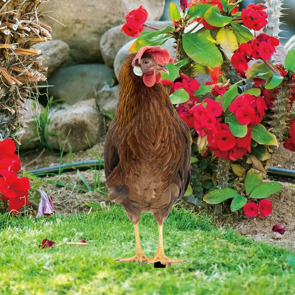 Huhn Gartendeko Huhn Gartenfiguren Dekoration | Kaufland.de