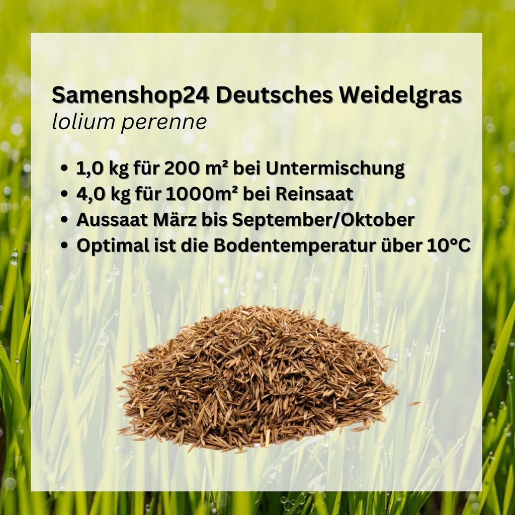Samenshop24® Deutsches Weidelgras (lolium | Kaufland.de