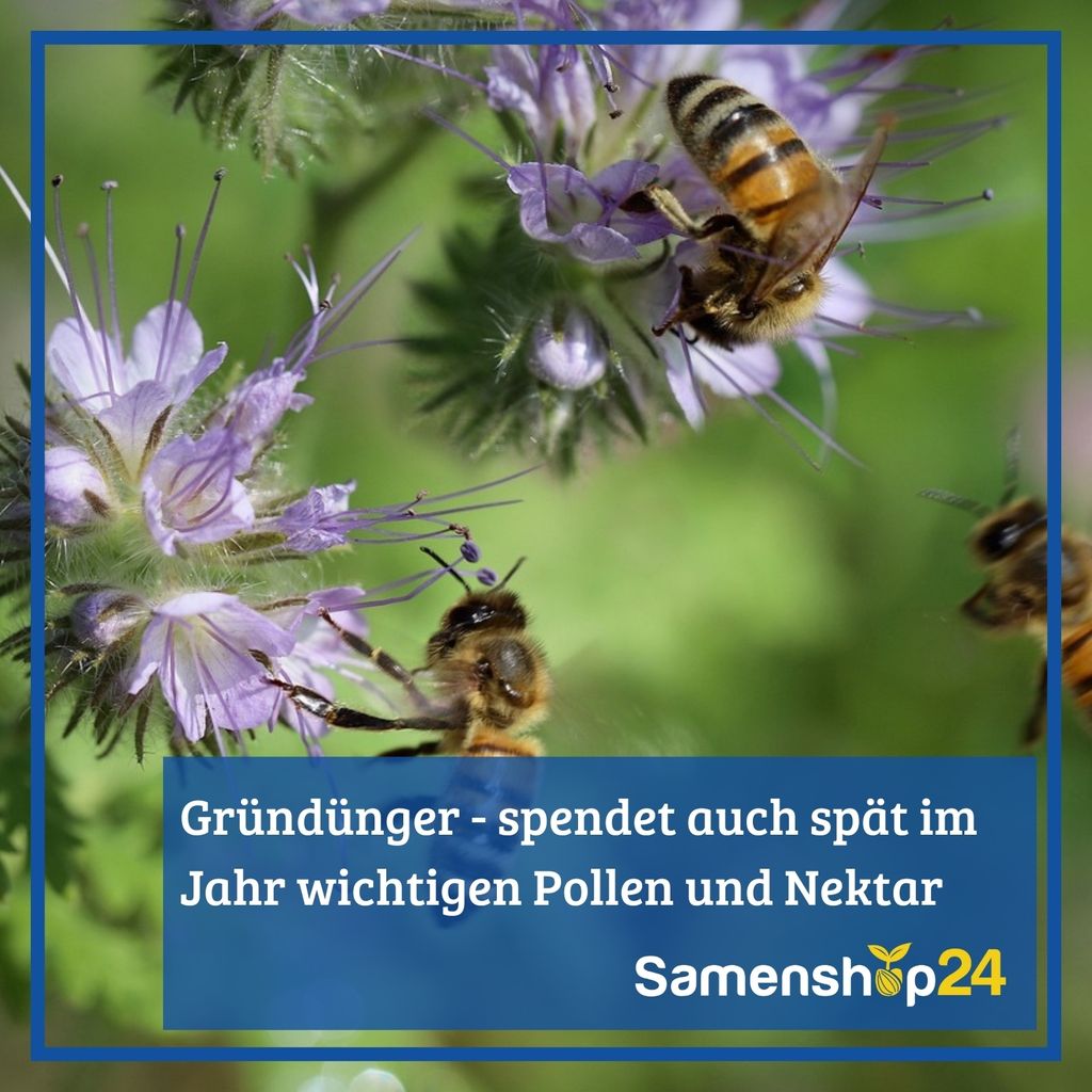 Samenshop24® Ackerbohnen Pferdebohnen Vicia | Kaufland.de