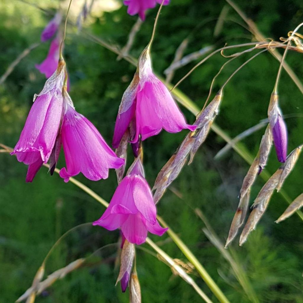 6 x Dierama pulcherrimum - Dierama | Kaufland.cz