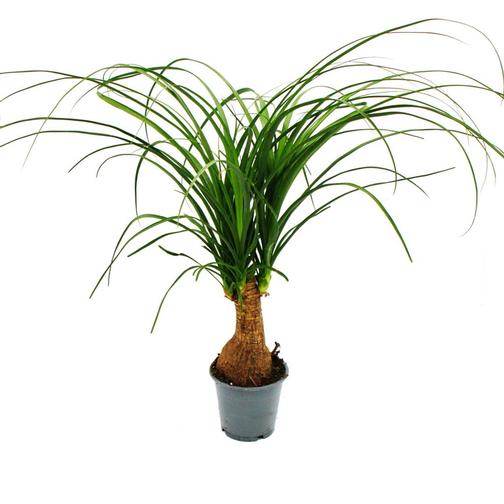 Malá slonia noha - Beaucarnea recurvata - | Kaufland.sk