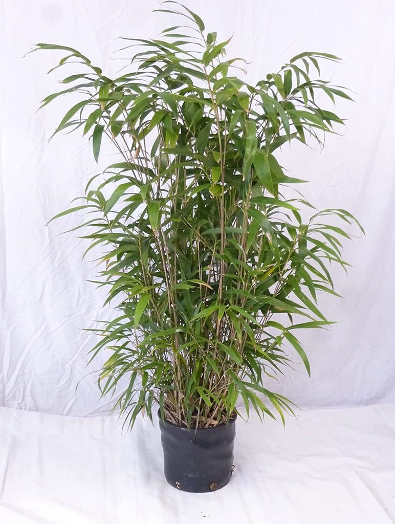 [Palmenlager] - Pseudosasa japonica 140 | Kaufland.de