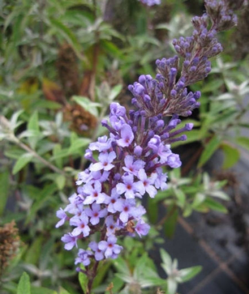 Buddleja buzz ® Sky Blue - | Kaufland.de