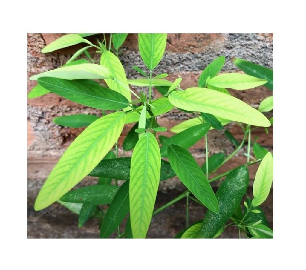 10x Codariocalyx motorius Telegraphen Garten | Kaufland.de