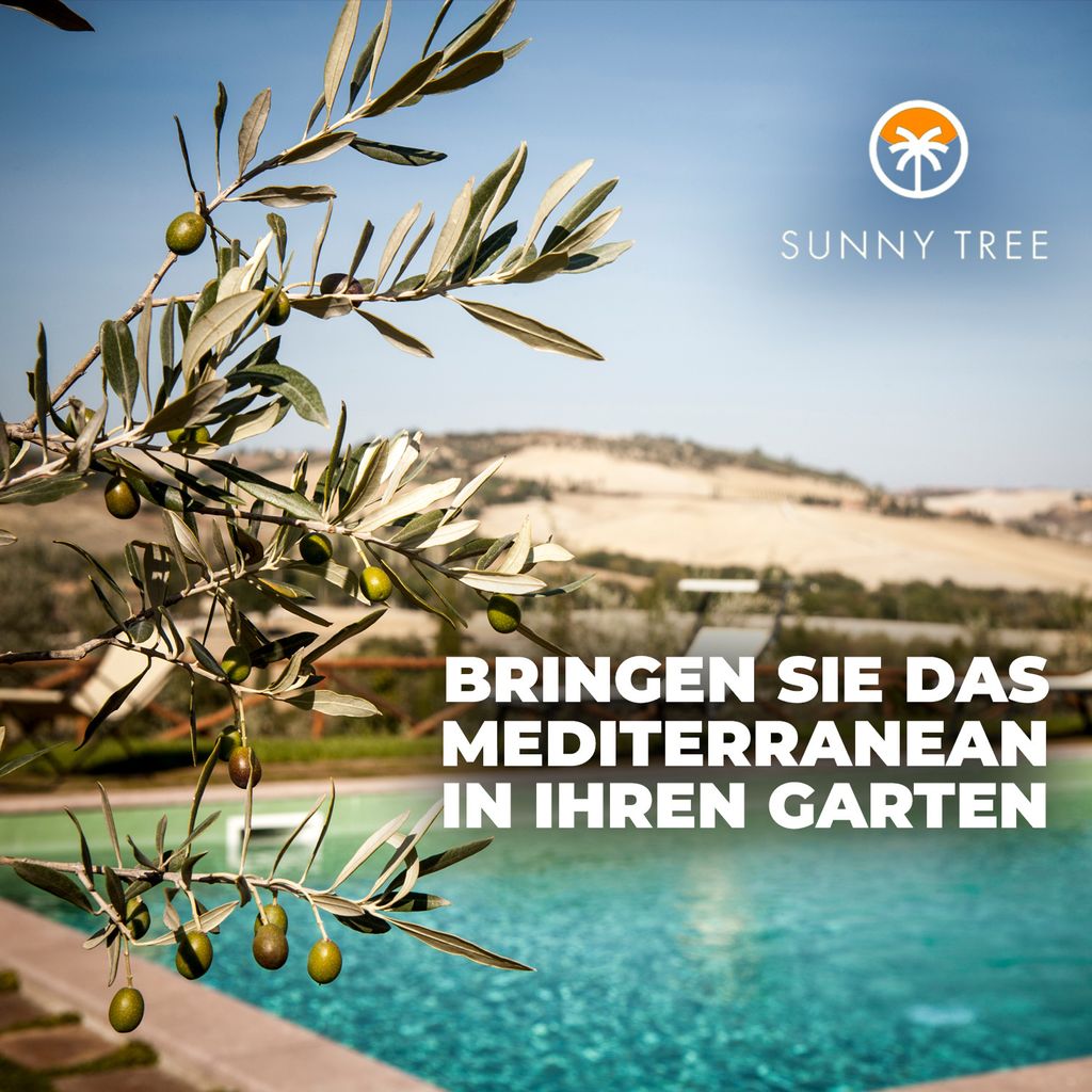Sunny Tree - Olivenbaum Olea Europea - | Kaufland.de