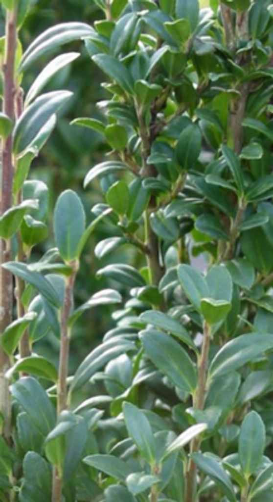 Ilex cren. 'Fastigiata' - Japanische | Kaufland.de