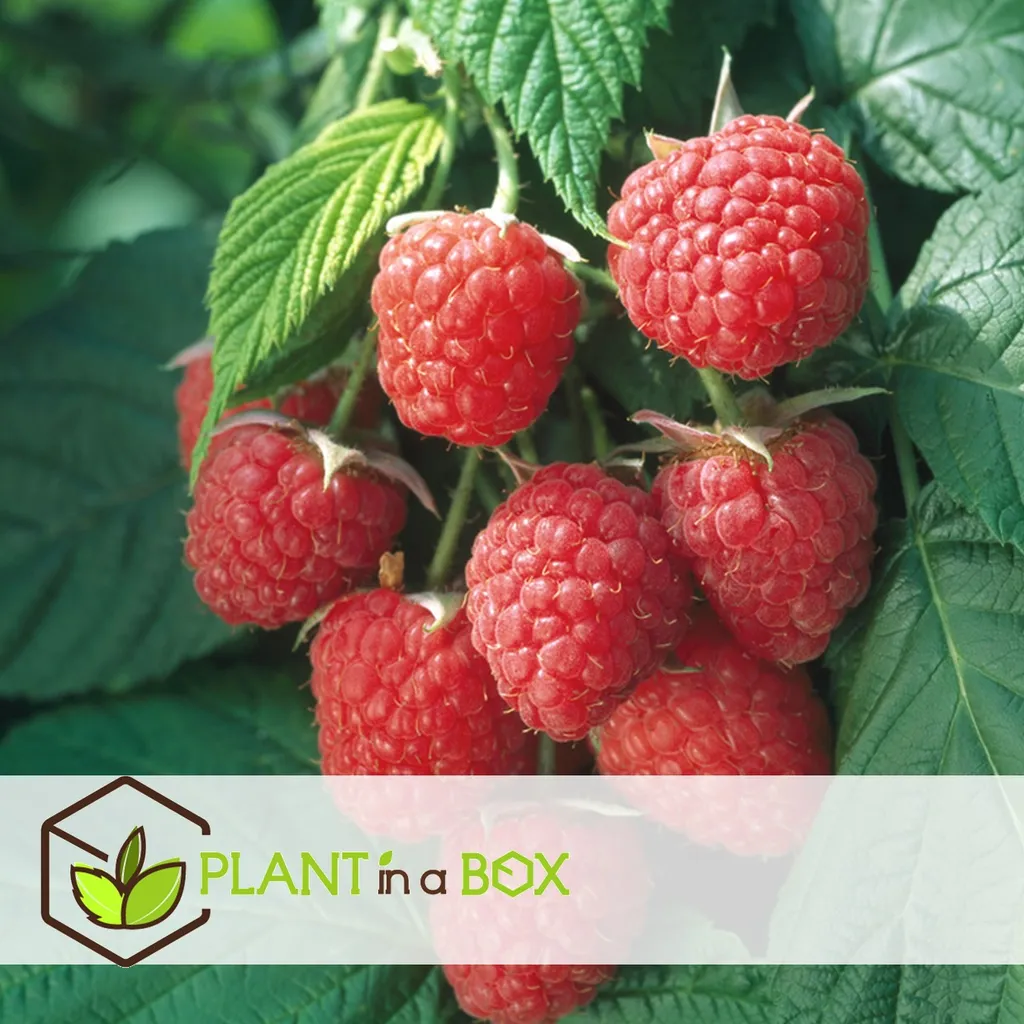Plant in a Box - Rubus ideaus 'Autumn Bliss' | Kaufland.de