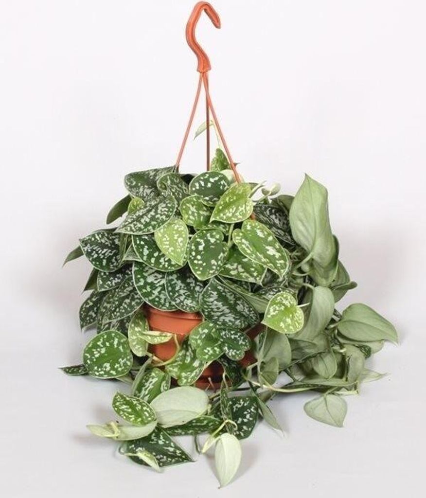 Břečťan skvrnitý 50-60 cm semafor - | Kaufland.cz