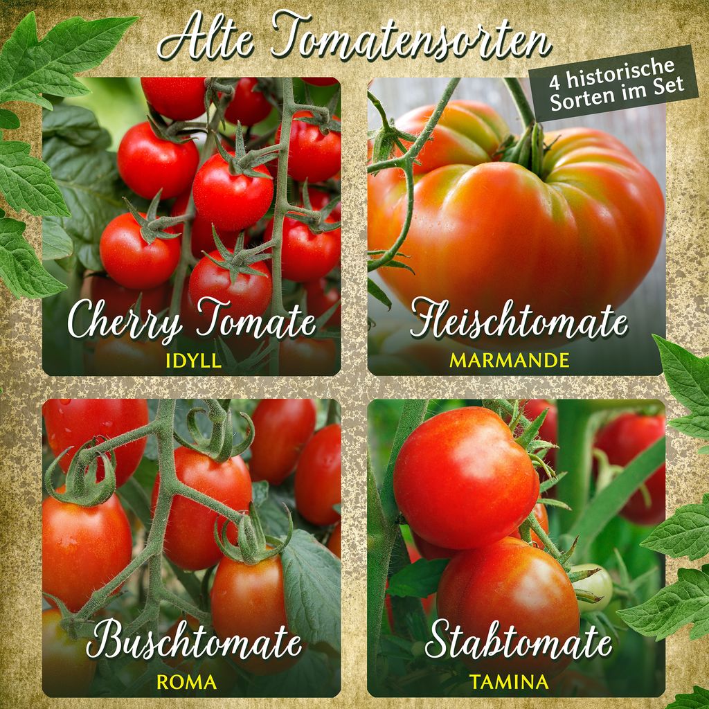 Alte Tomatensorten Saatgut Kaufen