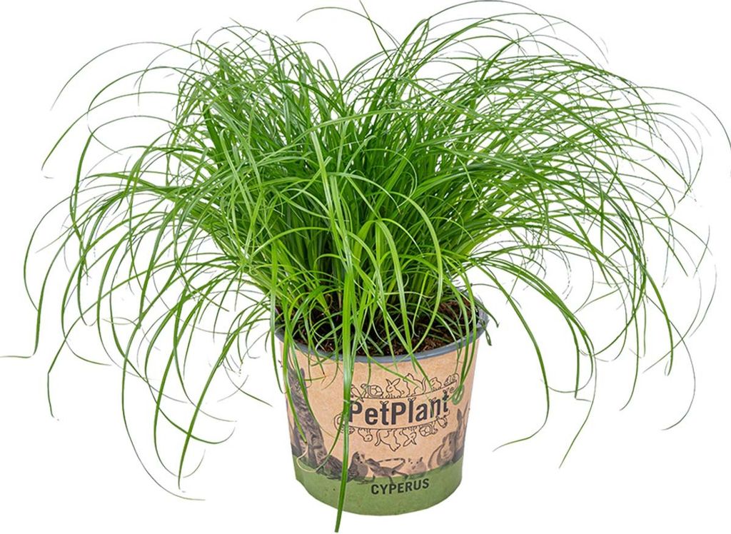 Cyperus alternifolius \'Zumula\' - Katzengras | Kaufland.de