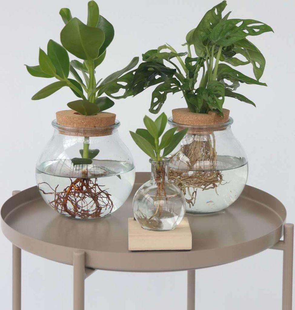 Monstera ve skle - Monstera adansonii 'Monkey | Kaufland.cz