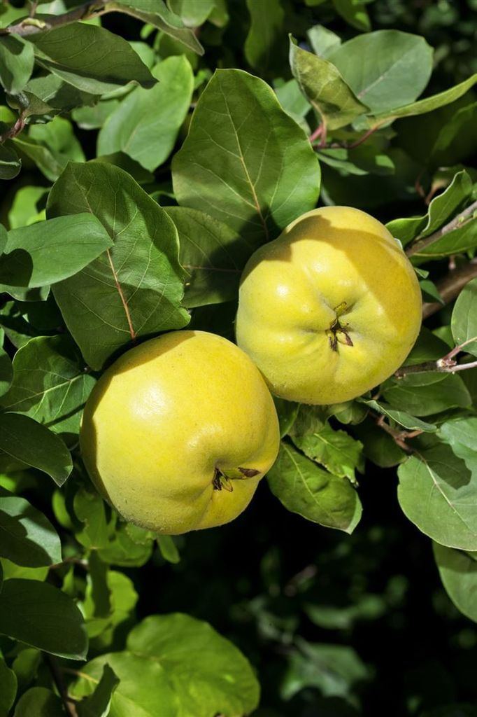 Cydonia 'Apfelquitte', Apfelquitte, 40 cm | Kaufland.de