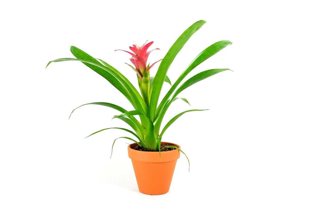 Gardners Guzmania mix, průměr 9 cm Jiné pokojové rostliny
