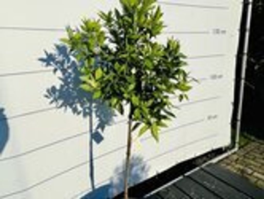 Slnečný strom - Mandarínka - Citrus | Kaufland.sk