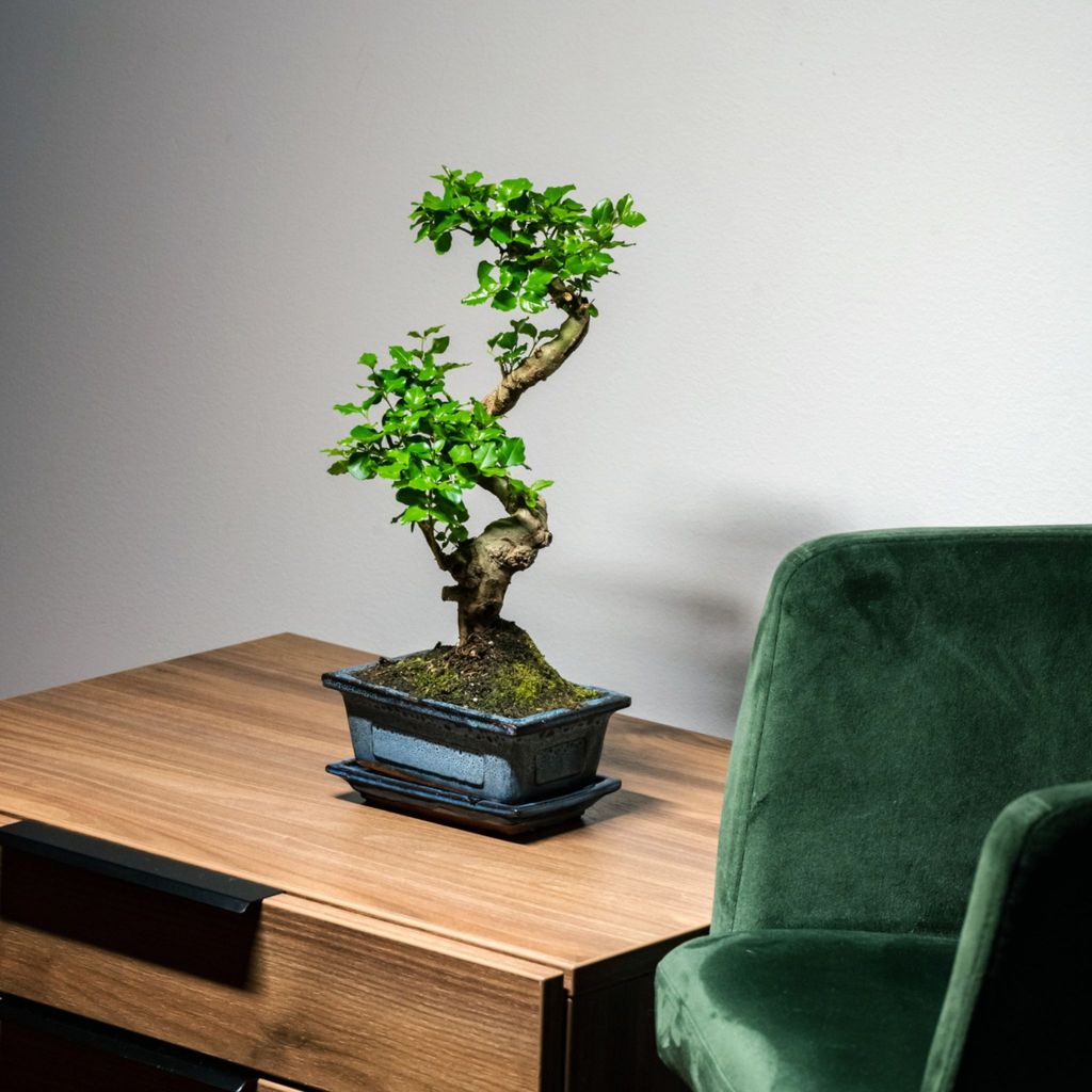 Zimmerbonsai chinesischer Liguster Bonsai - | Kaufland.de
