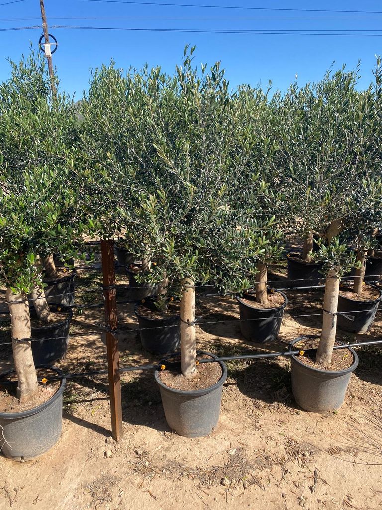 Sunny Tree - Wysokie drzewo oliwne 170 cm | Kaufland.pl