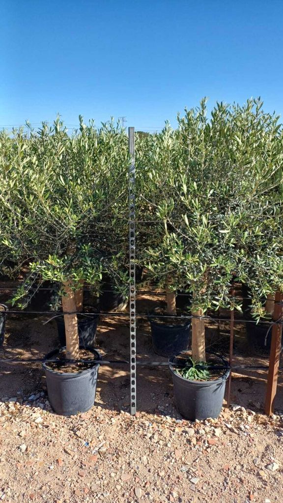 Sunny Tree - Wysokie drzewo oliwne 170 cm | Kaufland.pl