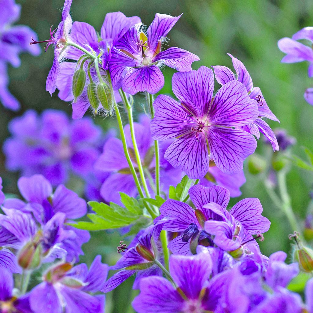 Storchschnabel/Geranium »Rozanne«, 1 Staude | Kaufland.de