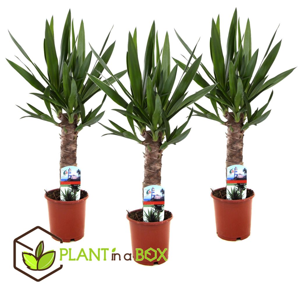 Plant in a Box - Yucca Elephantipes - 3er Set | Kaufland.de