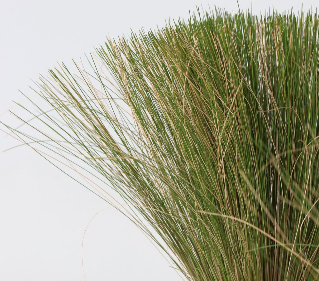 Kavyl péřovitý - 9 ks. - Stipa tenuifolia | Kaufland.cz