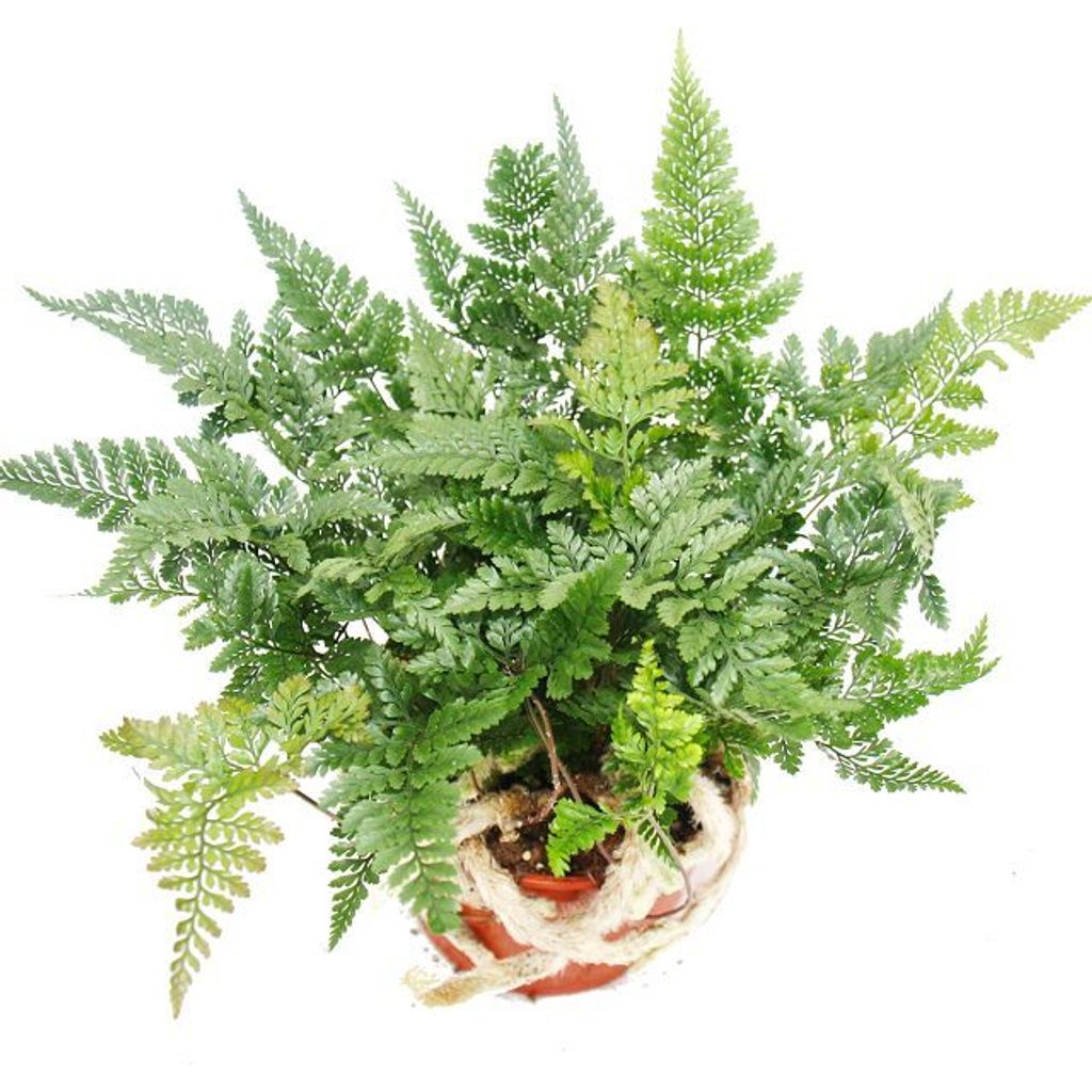 Tarantule Fern, Tarantule Fern, Spider Fern, | Kaufland.cz