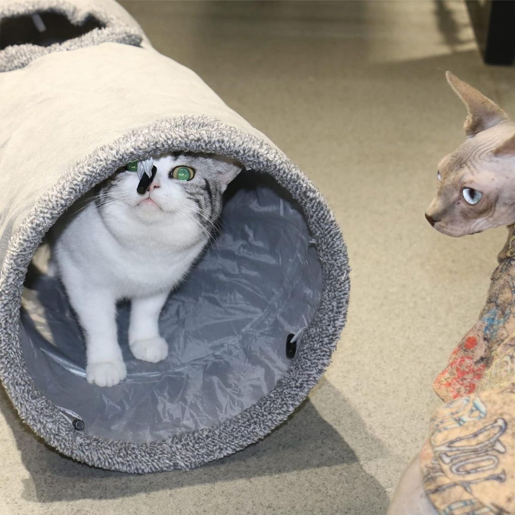 Katzentunnel große Katzen Rascheltunnel | Kaufland.de