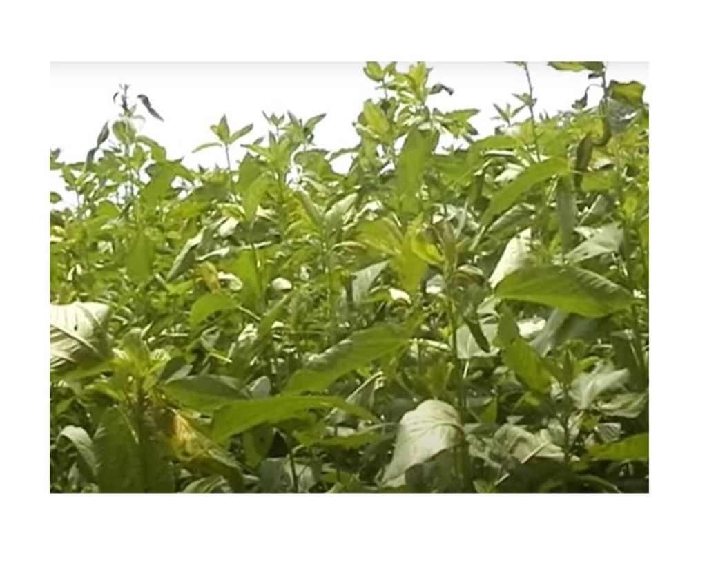 50x Corchorus capsularis Weiße Jute Strauch | Kaufland.de