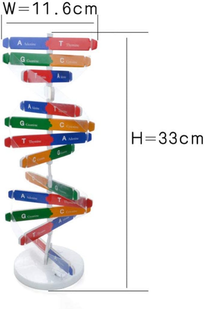 2 STÜCKE Kinder DNA Modell Kit Doppelhelix | Kaufland.de