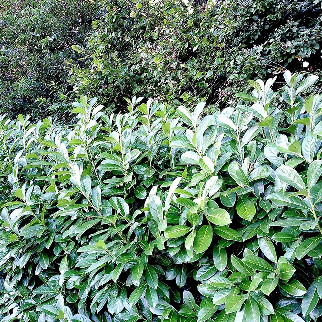 8x Prunus lauroc. Novita Kirschlorbeer | Kaufland.de