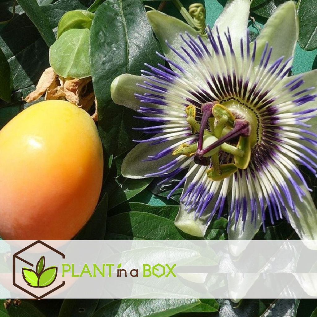 Plant in a Box - Passiflora edulis | Kaufland.de