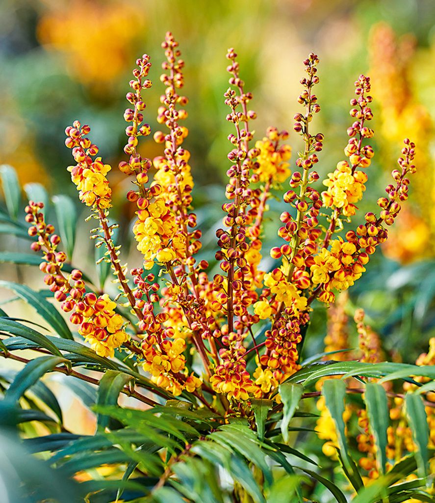 BALDUR-Garten Mahonie "Volcano®" (MYOY®), 1 | Kaufland.de