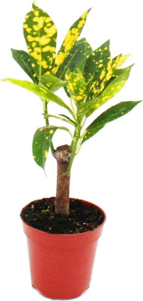Mini rastlinka - Croton - Codiaeum - Zázračný ker - Ideálne