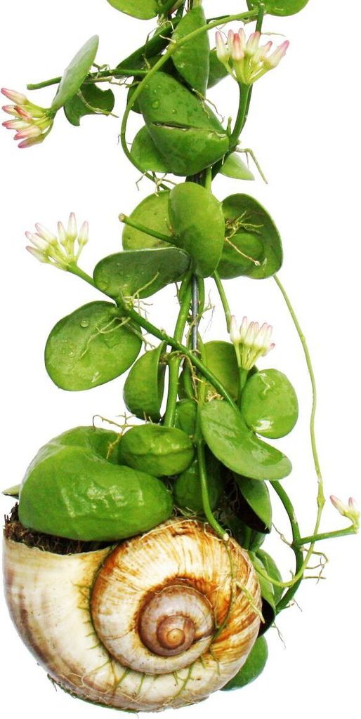 Snaily - Rostlina ze šnečí ulity - Dischidia | Kaufland.cz