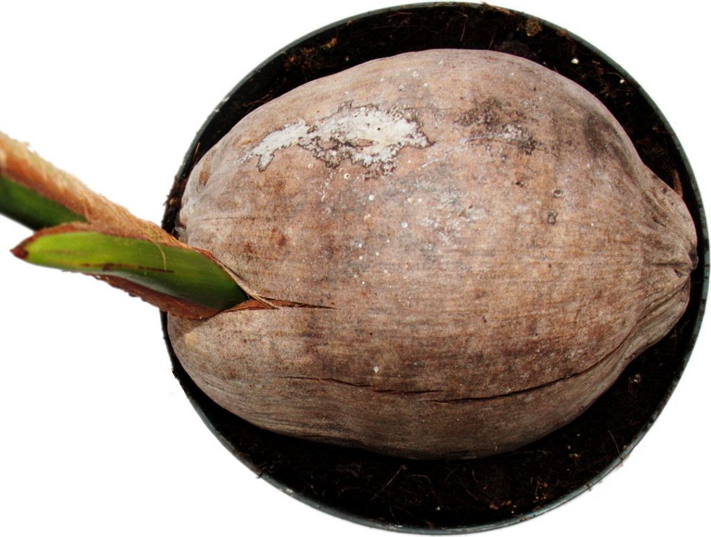 Echte Kokospalme - Cocos nucifera - mit | Kaufland.de