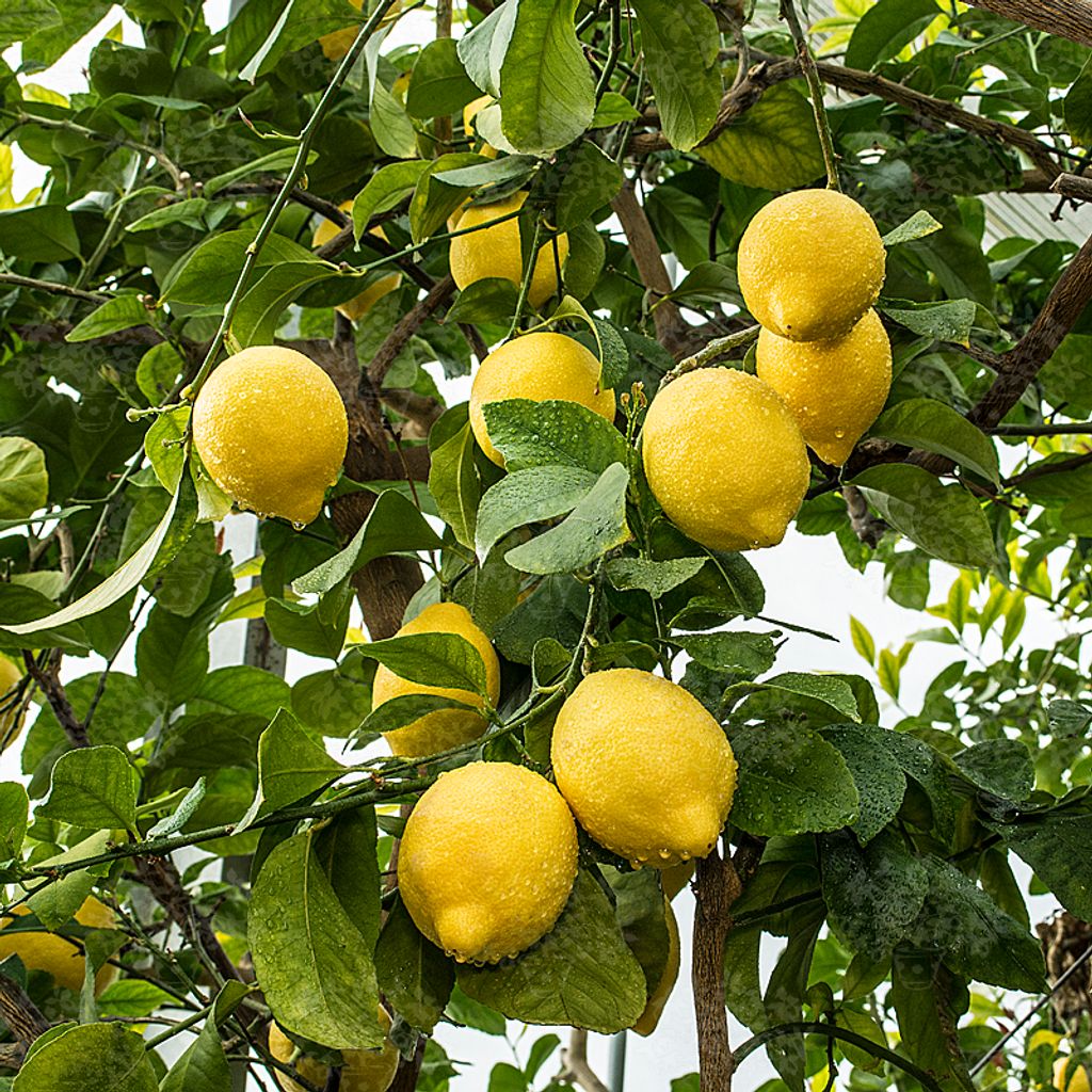Citrónovník Citrus limon 'Eureka' (120-160 cm) - vždyzelený