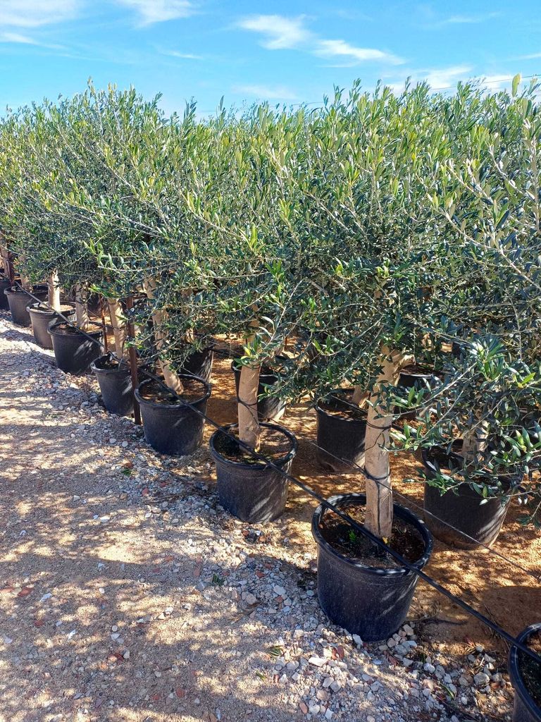 Sunny Tree - Wysokie drzewo oliwne 170 cm | Kaufland.pl