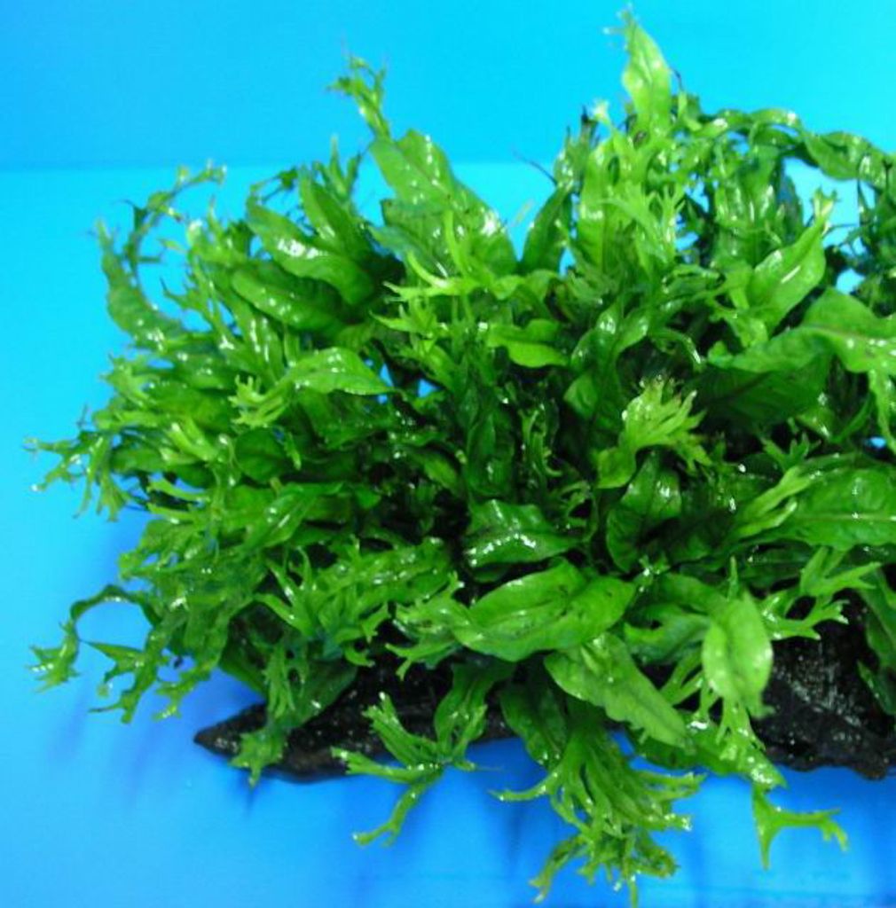 XL In-Vitro Javafarn WINDELOV / Microsorum | Kaufland.de