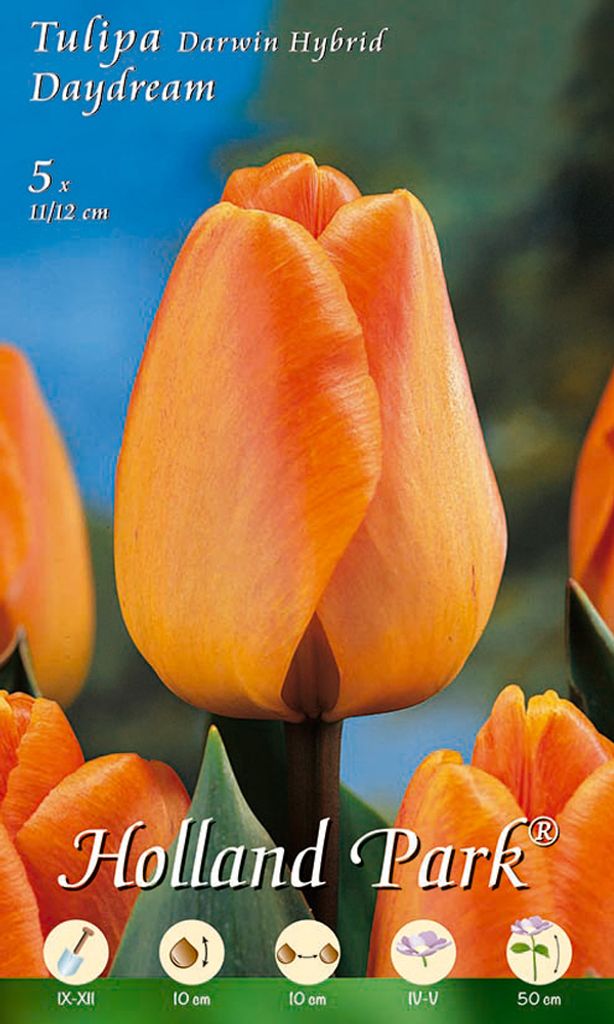 Tulpe Darwin Hybr. Daydream (5 Stück) | | Kaufland.de