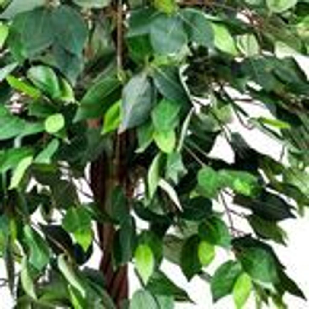 Umelá rastlina Umelá rastlina Benjamin Ficus | Kaufland.sk
