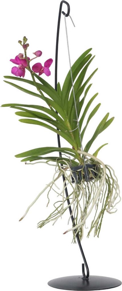 Vanda orchidej - Vanda 'Pink' - Výška 45-55cm | Kaufland.cz