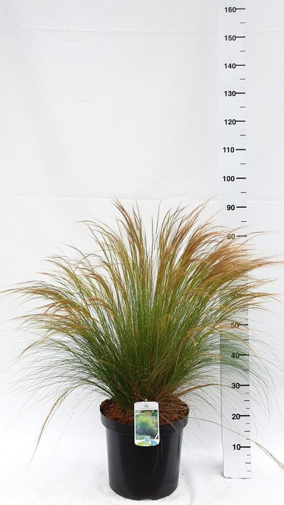 5 sztuk Delikatna trawa piórkowa Stipa | Kaufland.pl