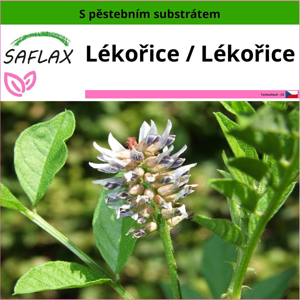SAFLAX - Lékořice / Lékořice - Glycyrrhiza | Kaufland.cz
