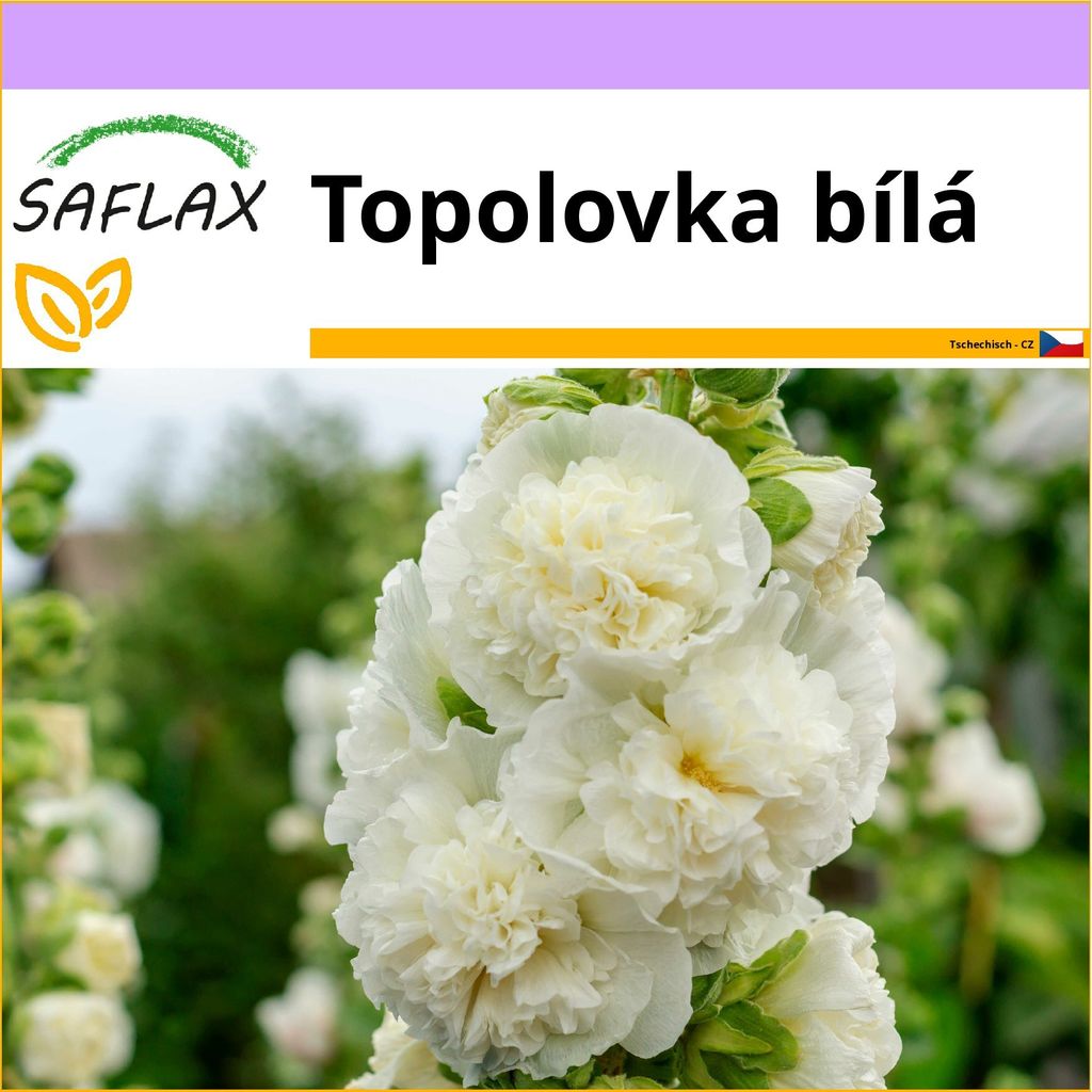 SAFLAX - Topolovka bílá - Alcea rosea - 100 | Kaufland.cz