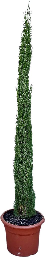 Slnečný strom - cyprus Cupressus Sempervirens | Kaufland.sk