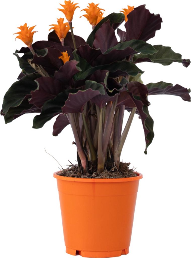 Korbmarante - Calathea crocata 'Tassmania' - | Kaufland.de