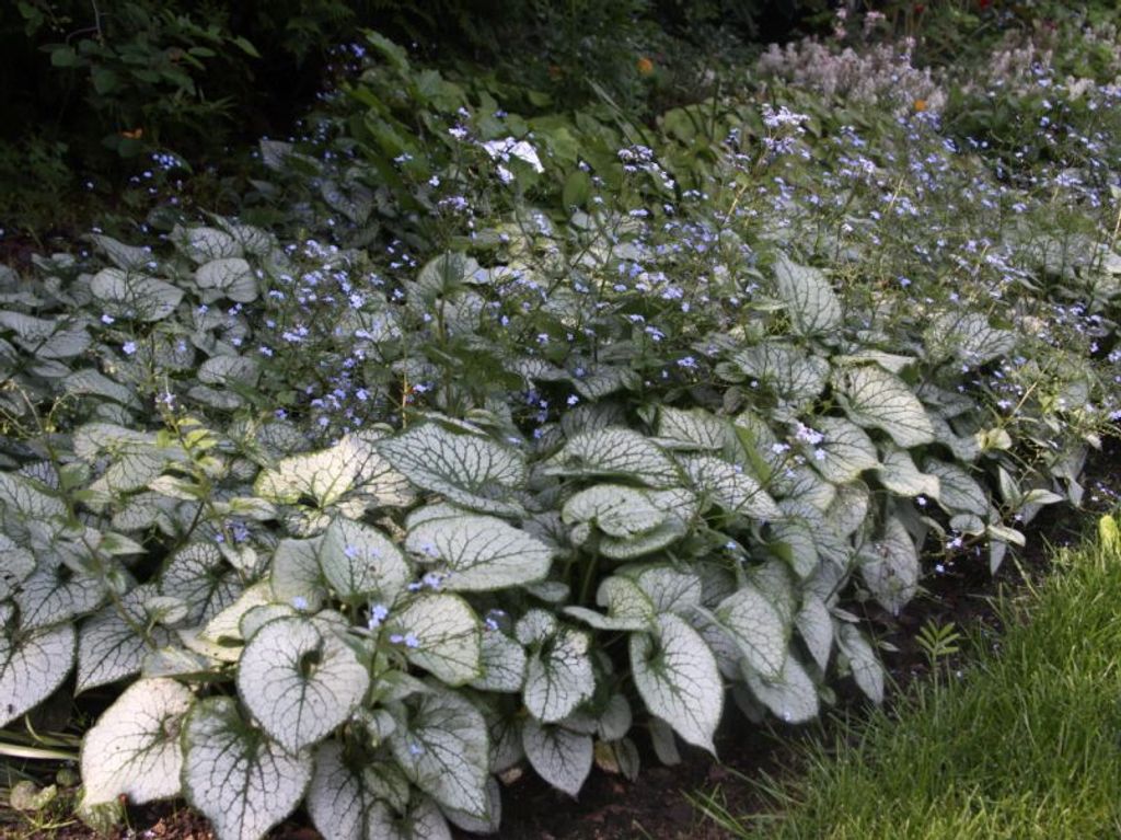 3 x Brunnera macrophylla 'Jack Frost‘ | Kaufland.de