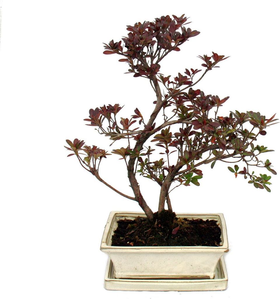 Venkovní bonsaj Rhododendron simsii - Azalka | Kaufland.cz