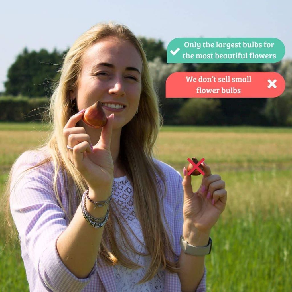 Flowerbulbs Amsterdam - Pink Impression - 15 | Kaufland.cz