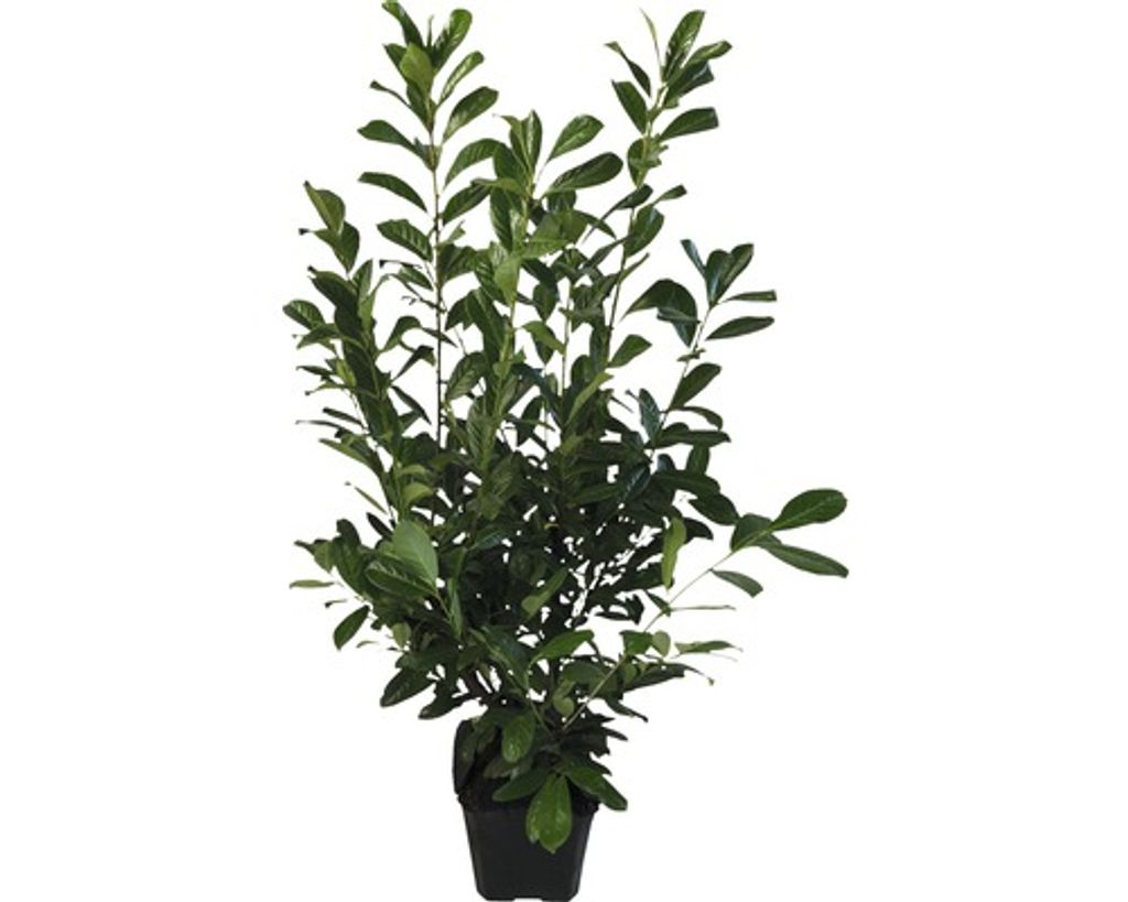6 x Kirschlorbeer, Lorbeerkirsche FloraSelf | Kaufland.de